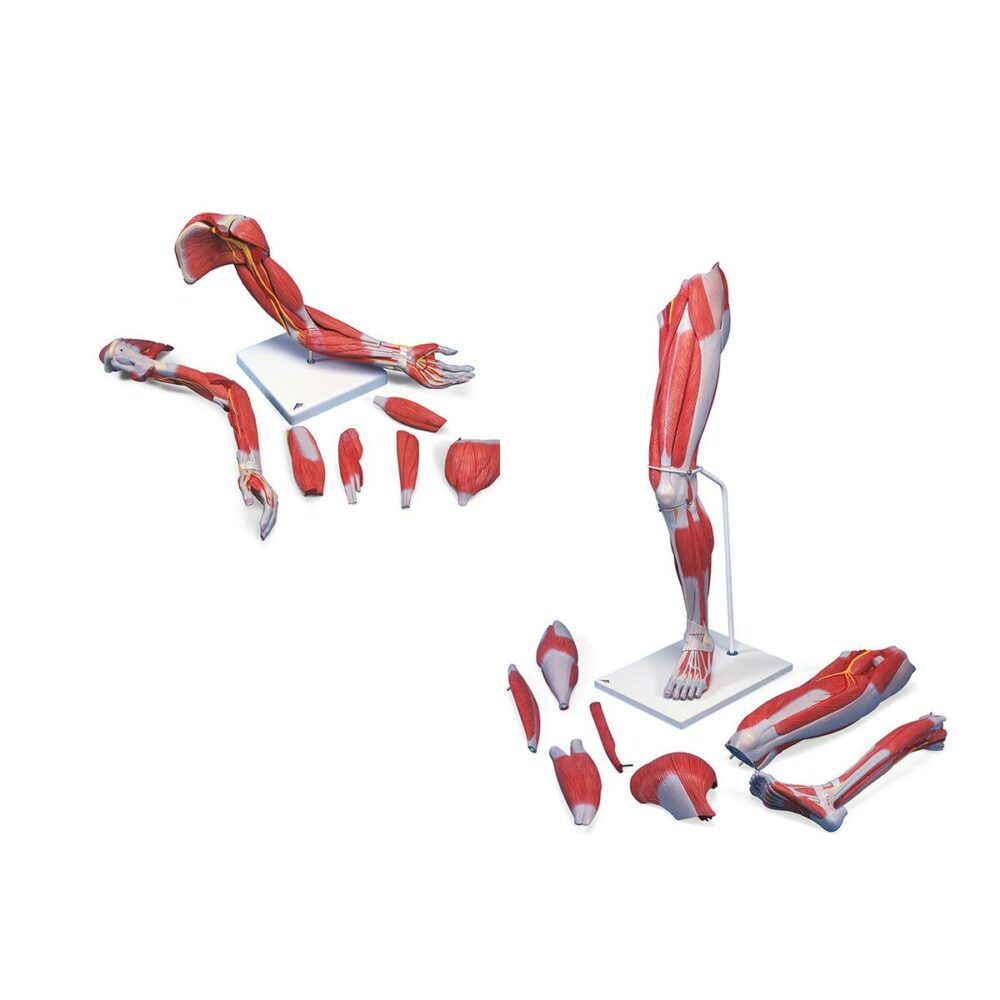 Anatomy and Medical Simulators - BYMED MEDICAL & SCIENTIFIC (PVT) LTD