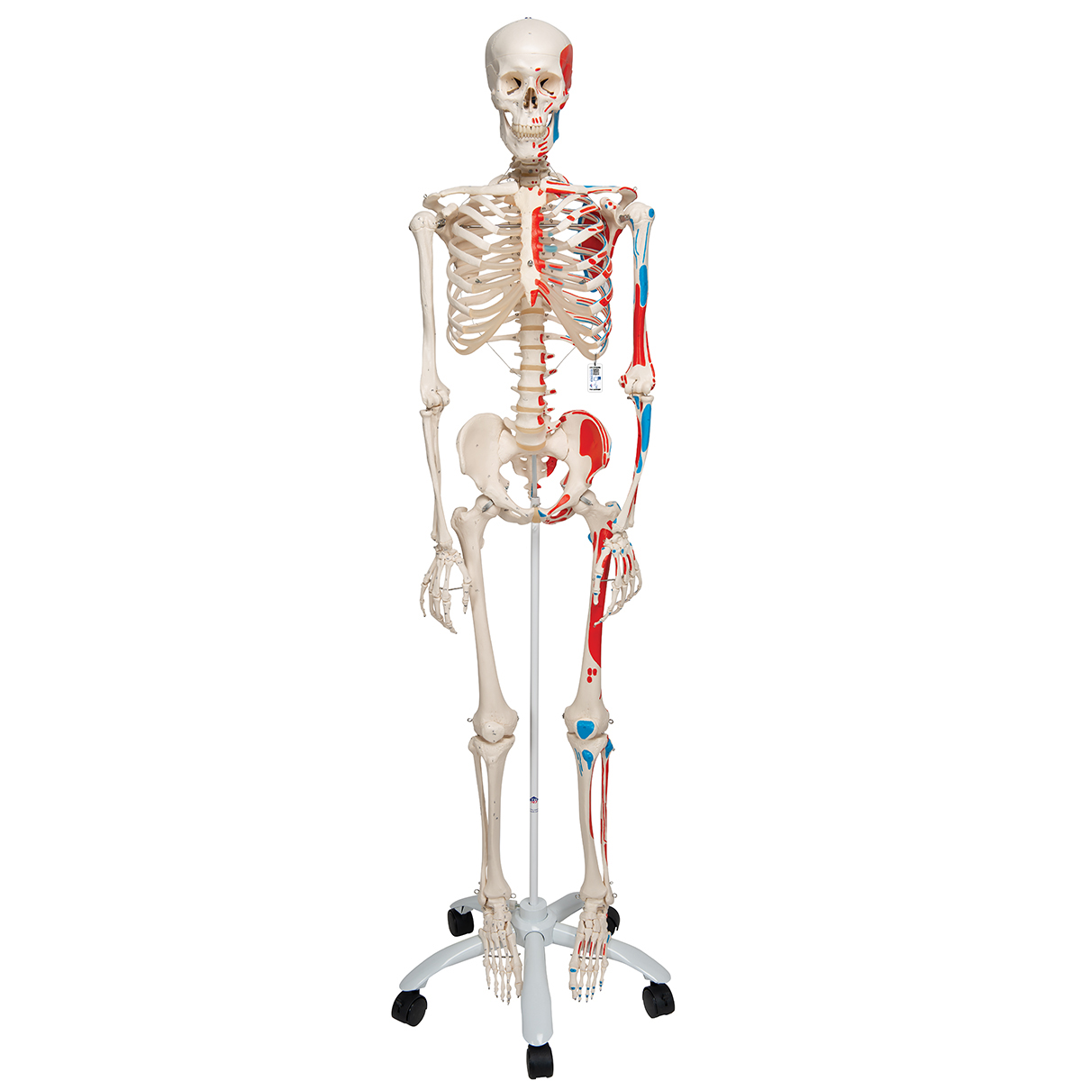 Anatomy and Medical Simulators - BYMED MEDICAL & SCIENTIFIC (PVT) LTD